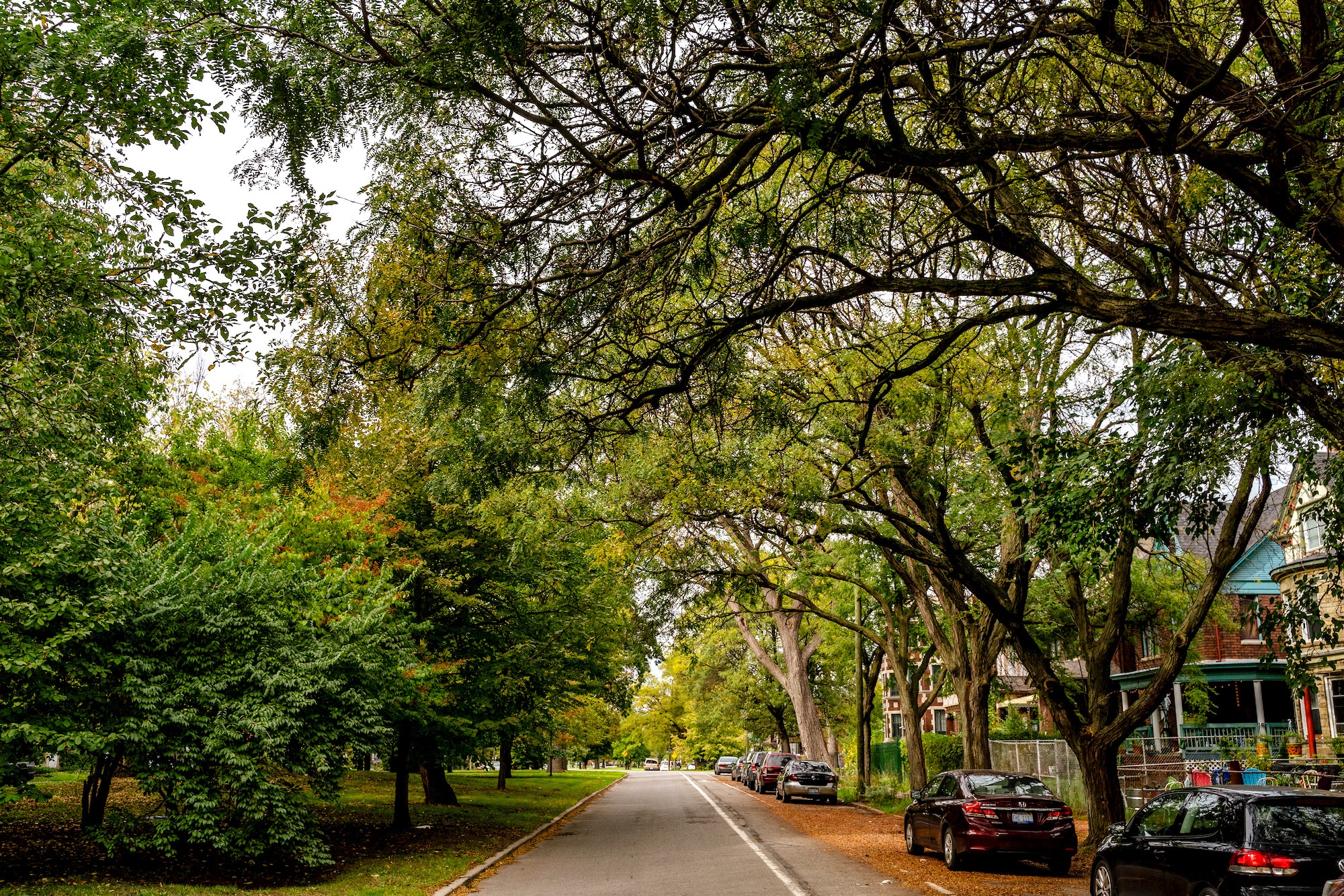 New Detroit partnership to begin planting trees where people need them ...