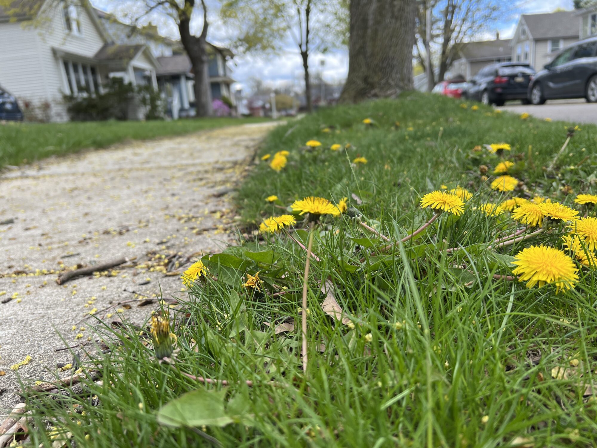 What to know about No Mow May – Planet Detroit
