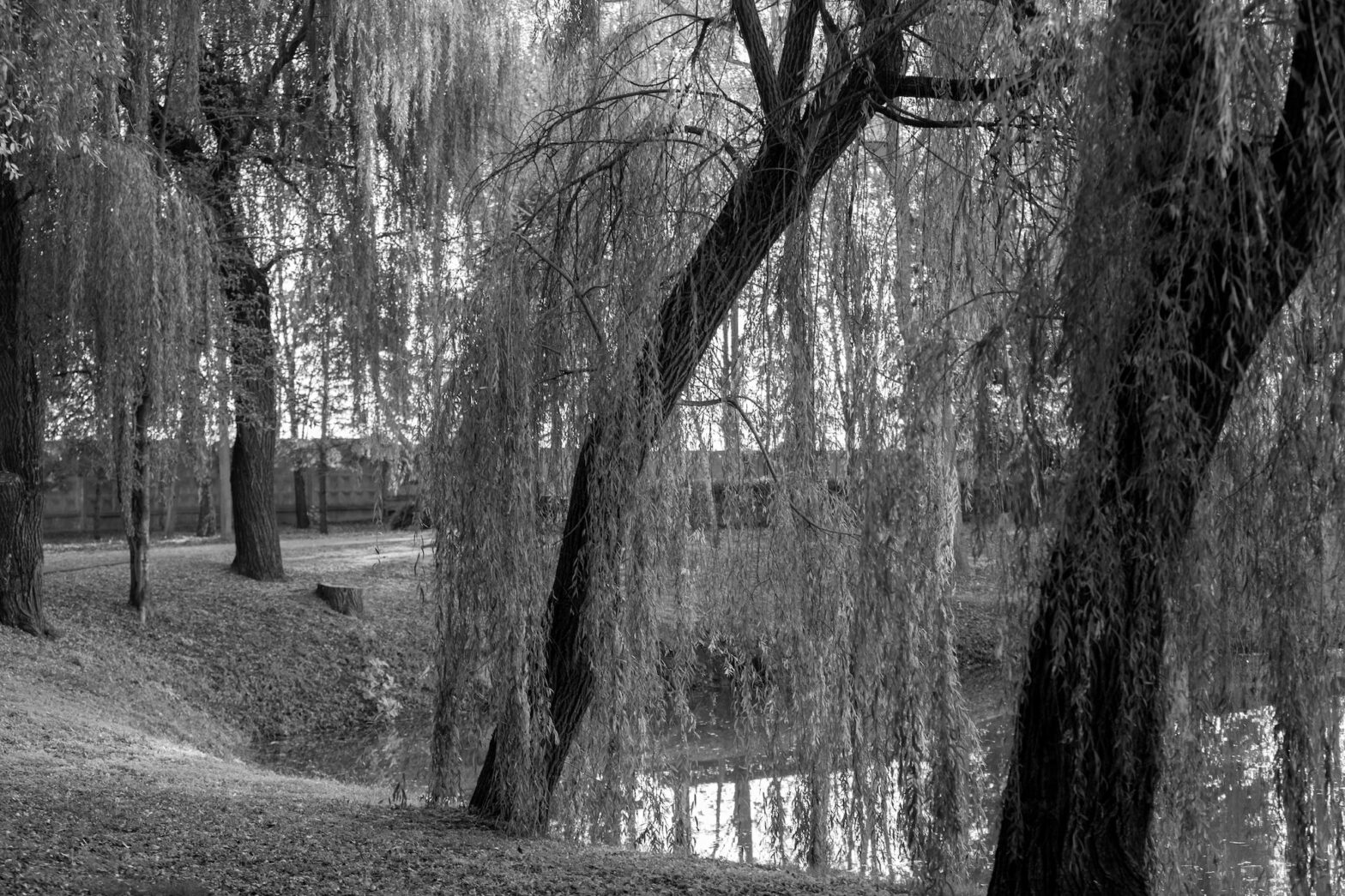 Poem: Branches of the Willow – Planet Detroit