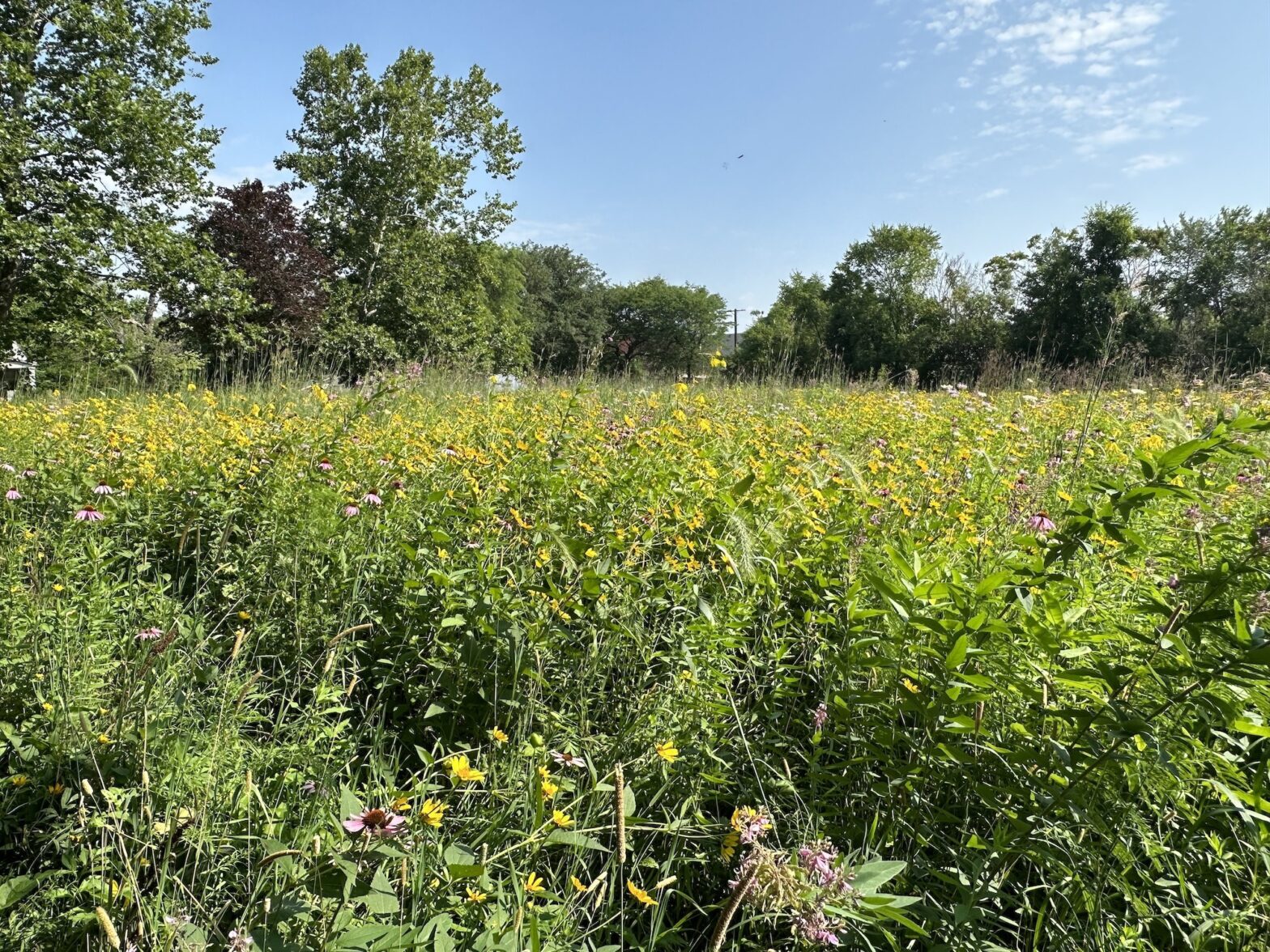 Grassroots greenspace projects expand Detroit’s open space network ...
