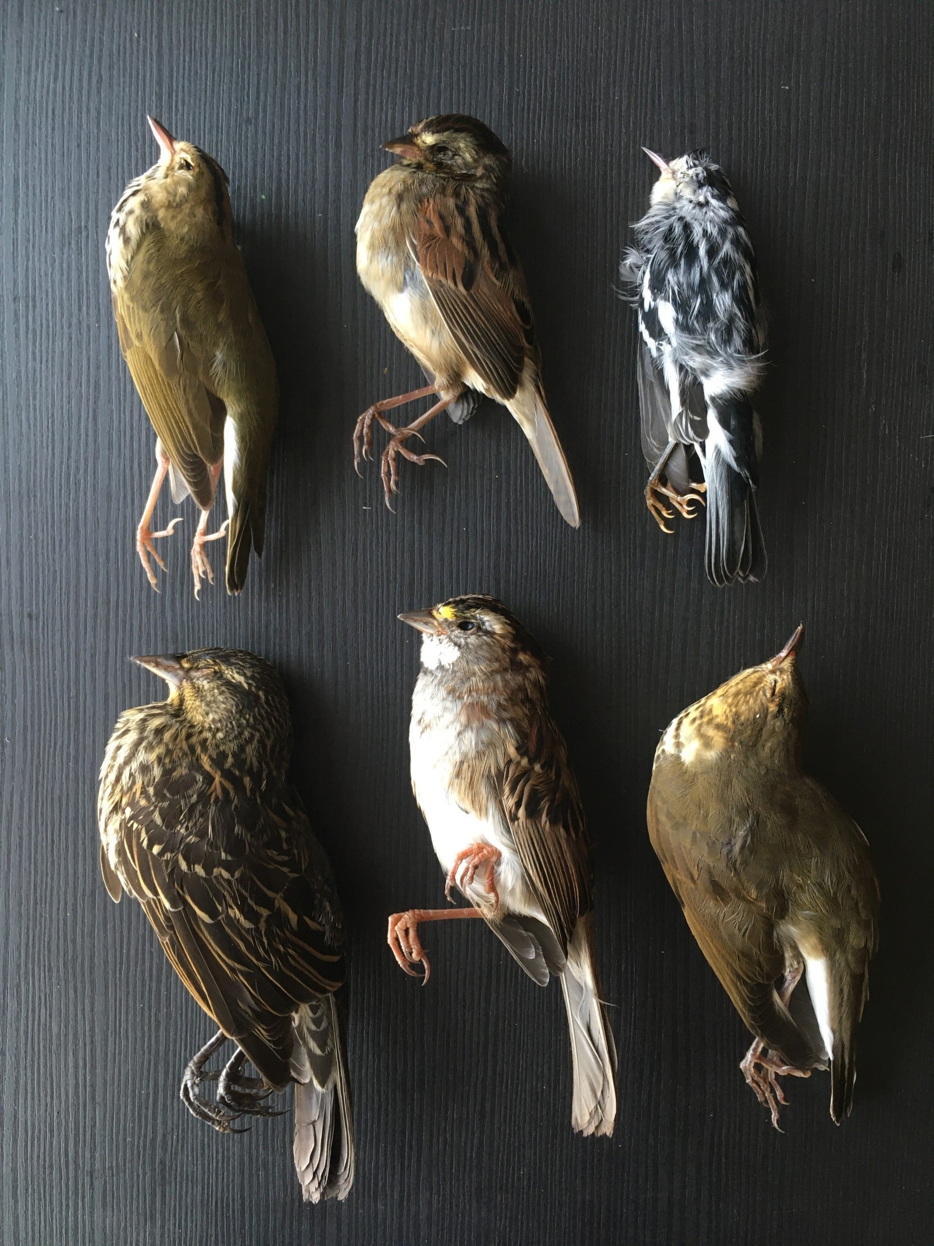 Detroit Zoo, Wayne State partner to battle bird deaths – Planet Detroit