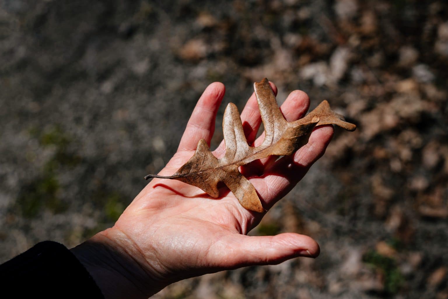 Metro Detroit landfill brings rare wetland destruction – Planet Detroit