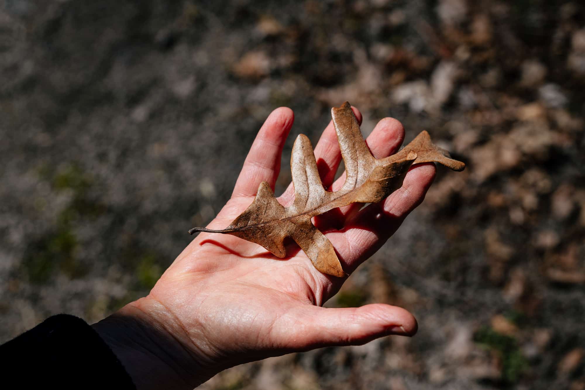 Metro Detroit landfill brings rare wetland destruction – Planet Detroit