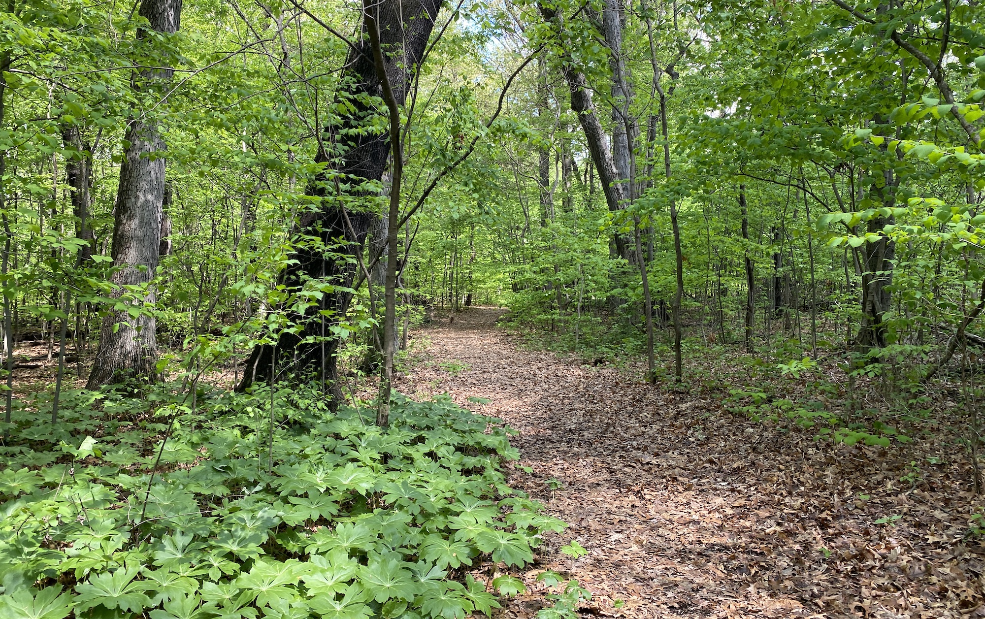 Where to hike in Detroit parks – Planet Detroit