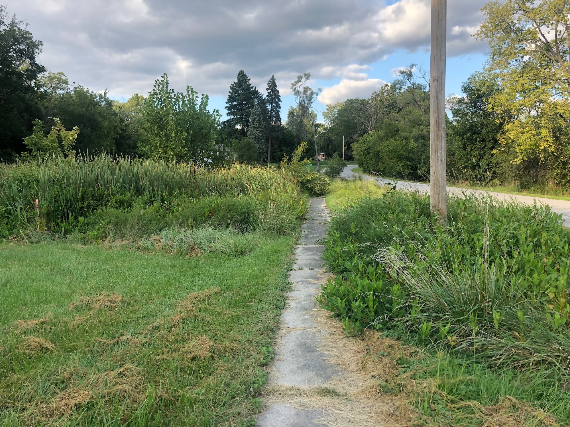 Michigan wetlands: What Metro Detroiters should know – Planet Detroit