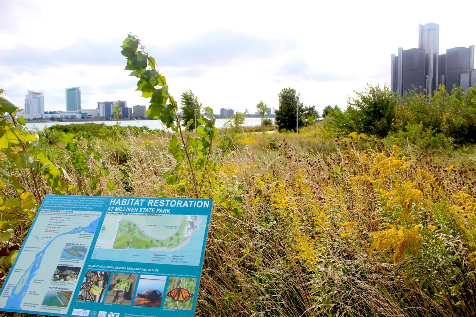 Detroit wetlands offer up urban nature – Planet Detroit