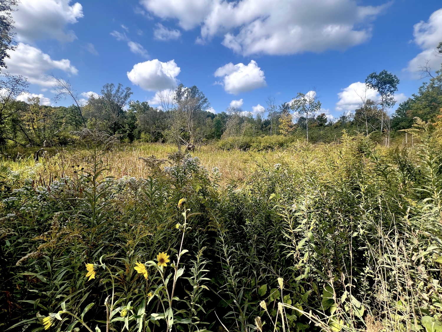 Who is working to preserve and restore Detroit wetlands? – Planet Detroit