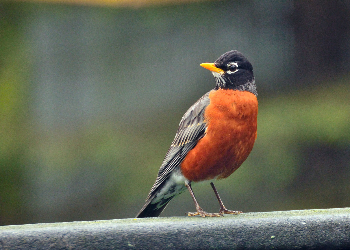 Robins' lead levels show soil contamination in Metro Detroit – Planet ...