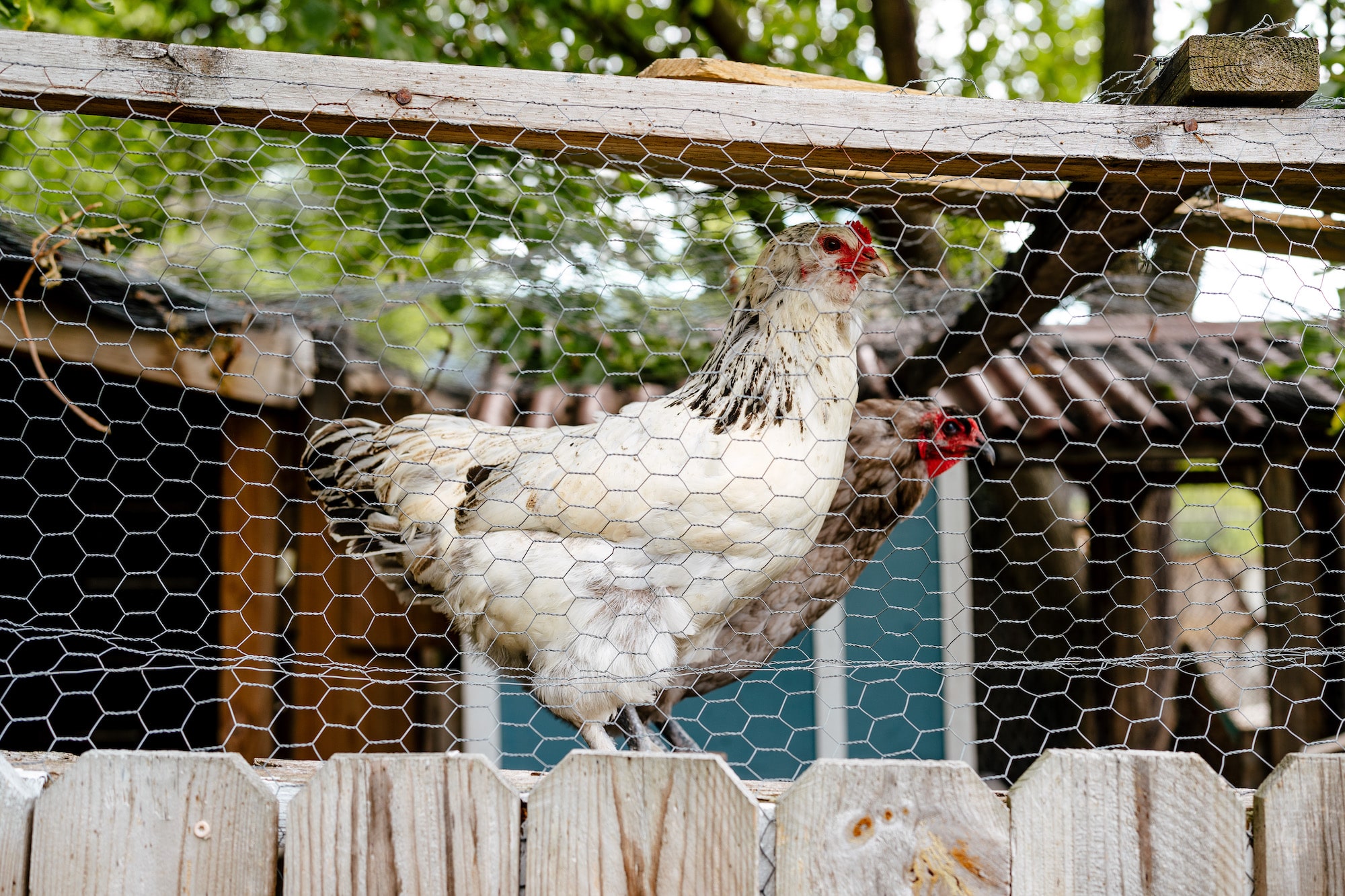 Detroit residents can now apply for backyard chicken licenses – Planet ...