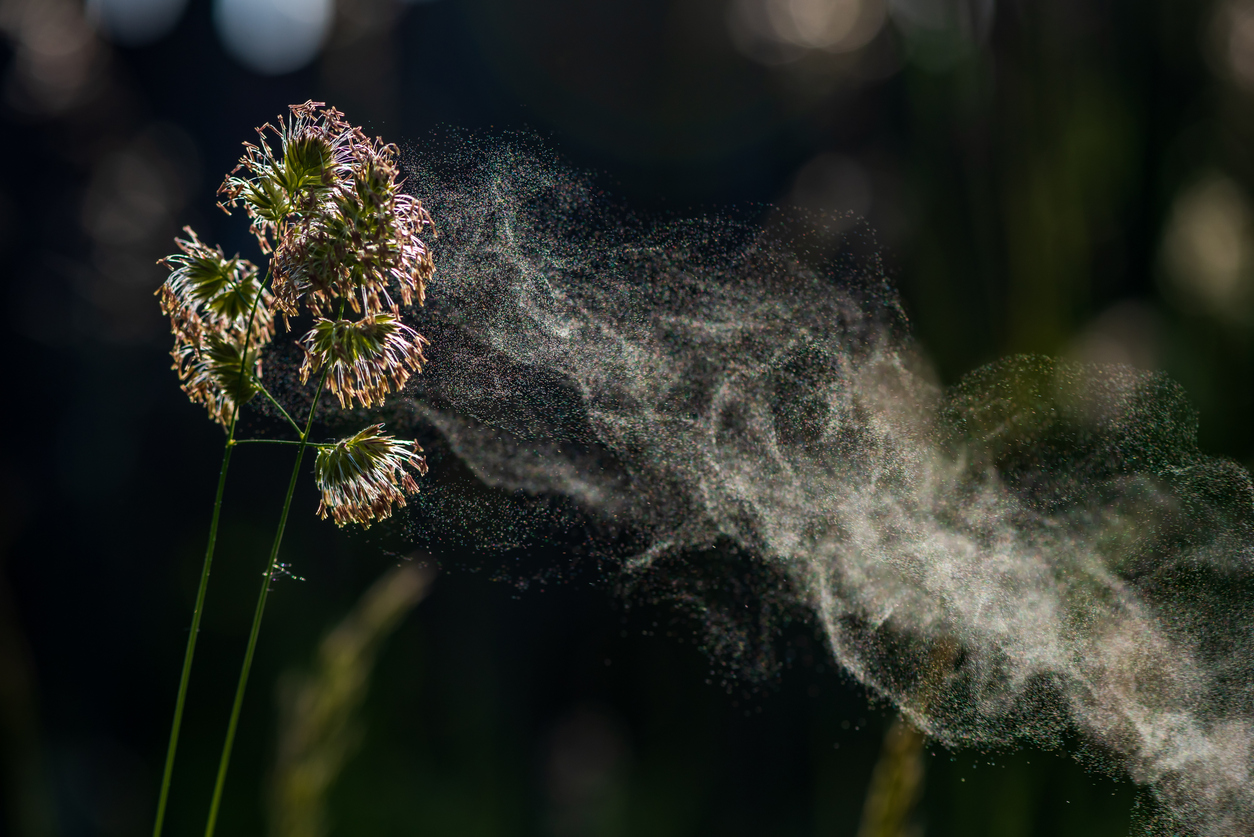 Detroit pollen levels rise, intensify seasonal allergies – Planet Detroit