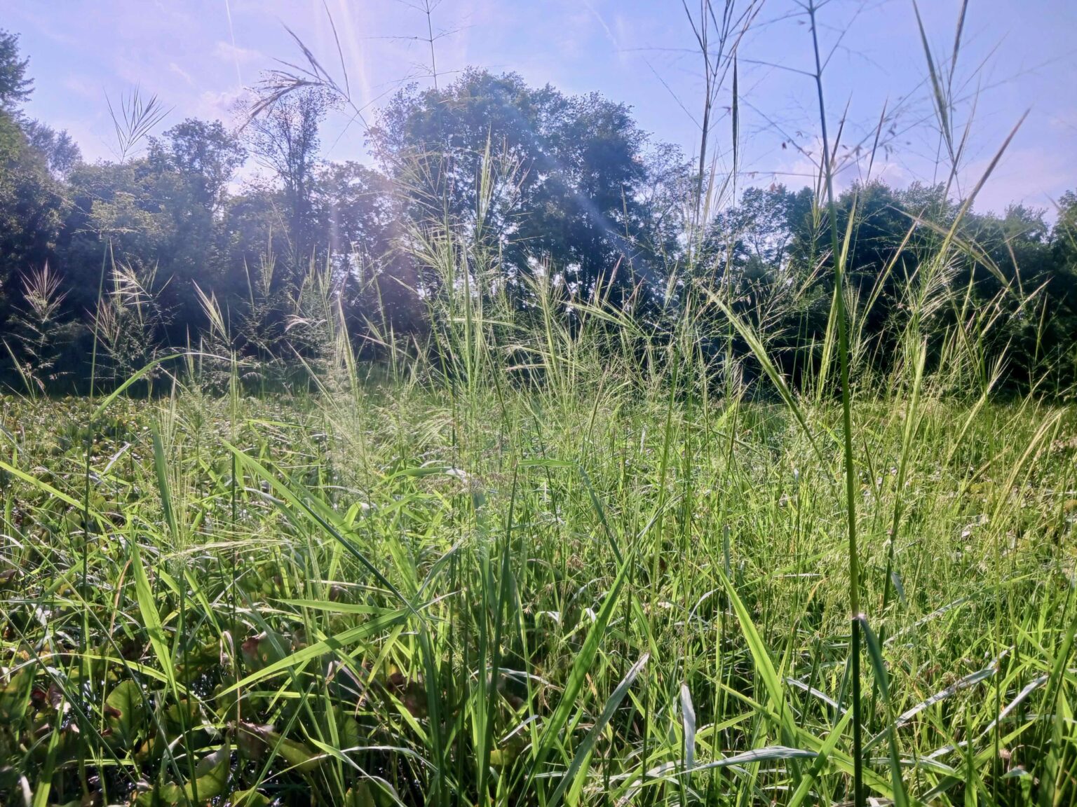 Historic wild rice restoration underway in the Detroit River